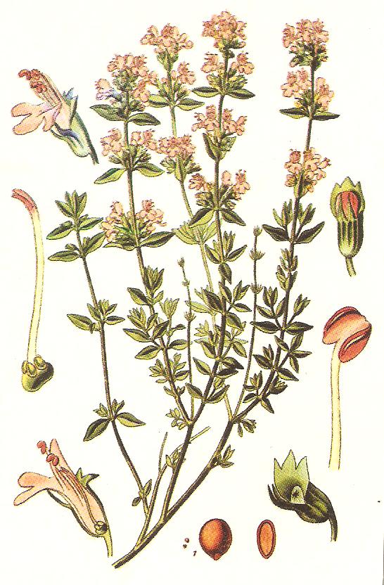 Timo-erba aromatica, medicinale e di bellezza