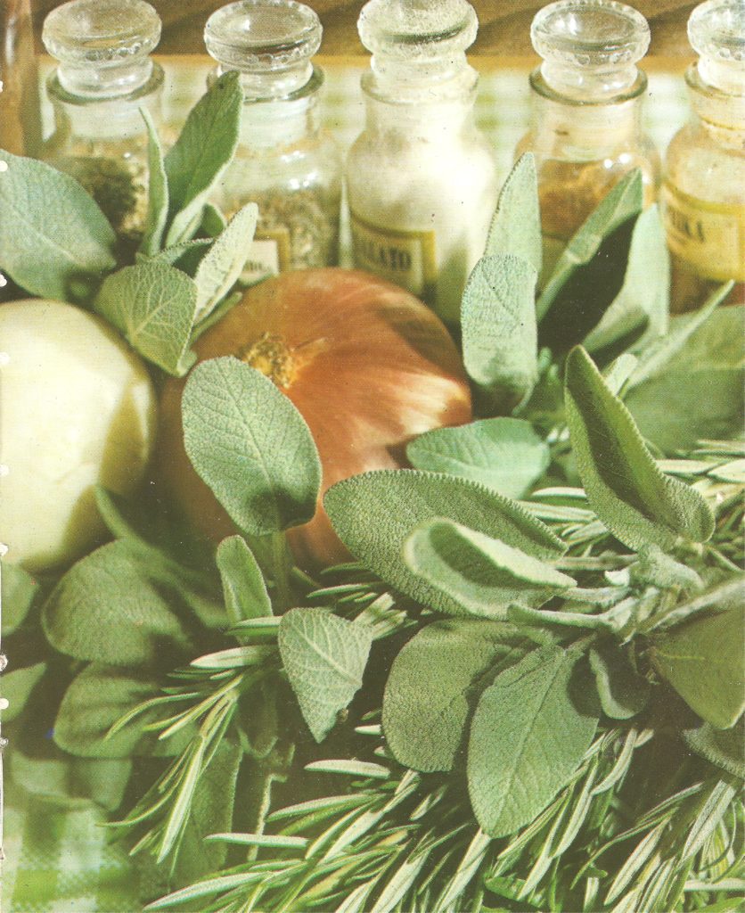 Salvia-erba aromatica e medicinale-Tisane e applicazioni