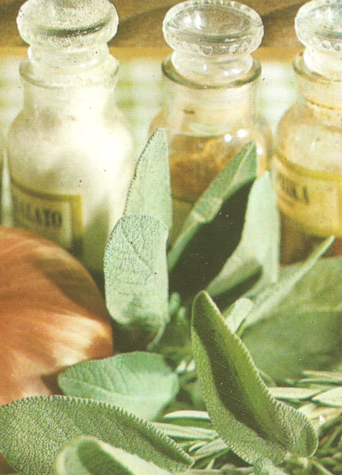 Salvia-erba aromatica e medicinale-Tisane e applicazioni