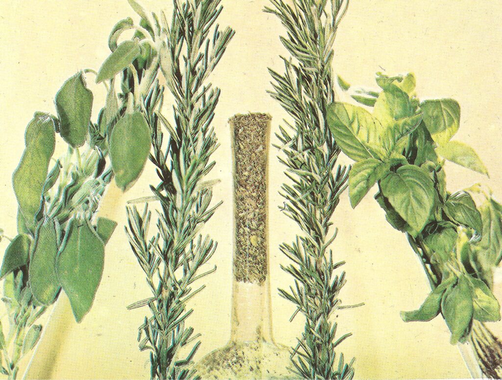 Maggiorana-erba aromatica e medicinale > Mille Fogli